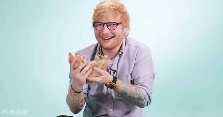Ed Sheeran falls in love with the ginger cat that looks exactly like ...